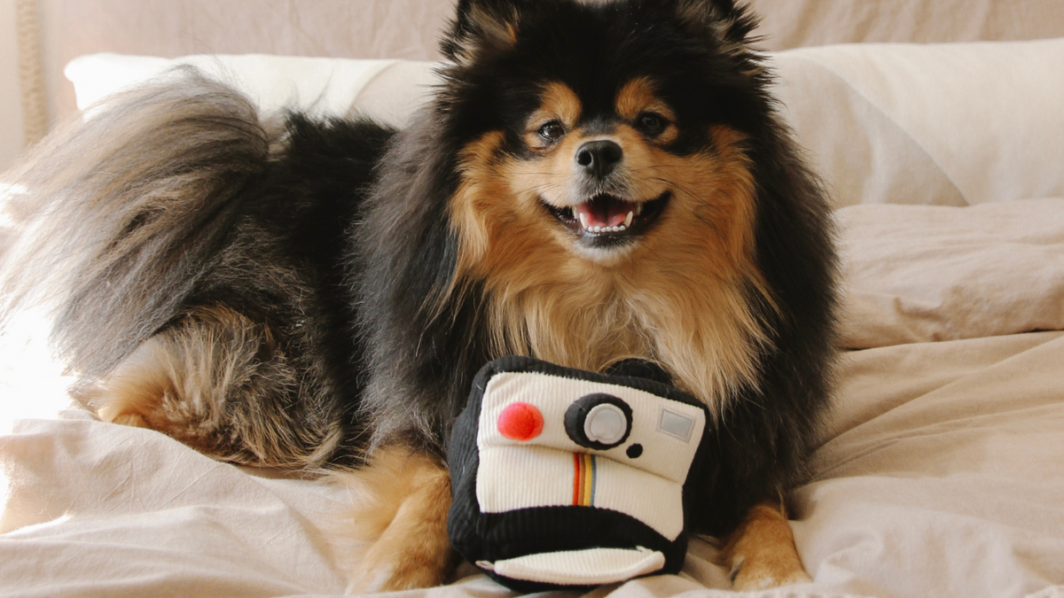 Design Pet Goods | Interactive Dog Toys | Leash set | Dog Bed and more