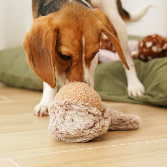 SQUIRREL POP - Enrichment and Interactive Dog Toy | Puzzle Dog Toy ...