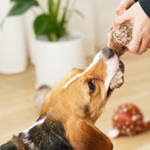 SQUIRREL POP - Enrichment and Interactive Dog Toy | Puzzle Dog Toy