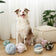 MONTI - S - Enrichment and Interactive Dog Toy | Puzzle Dog Toy