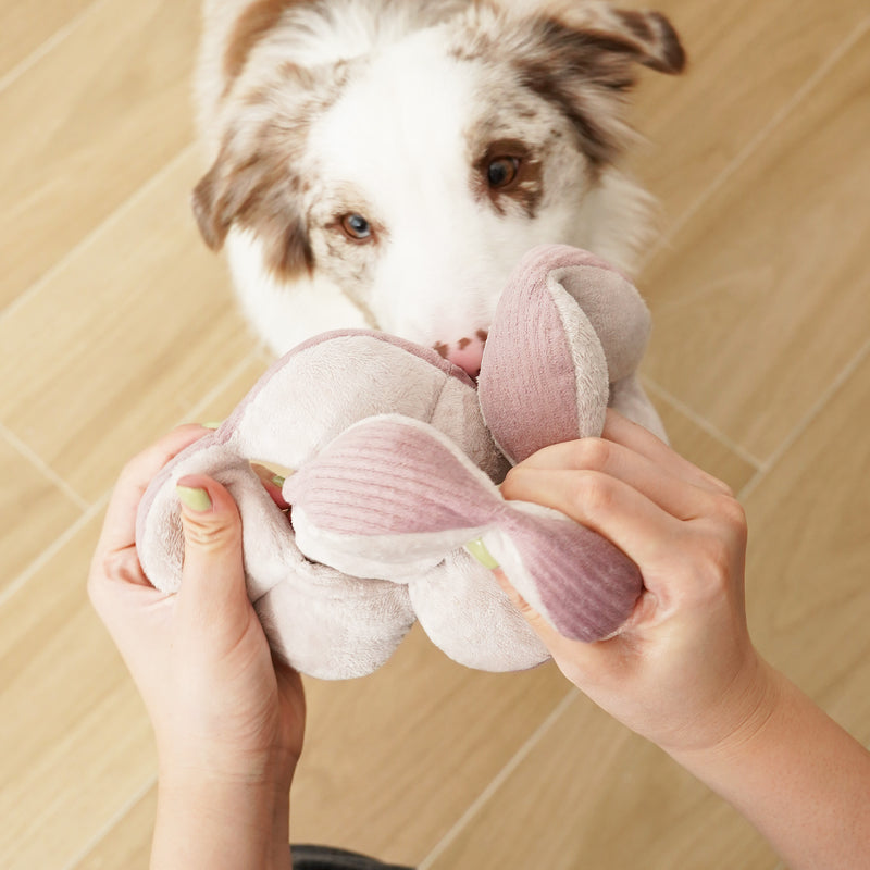 MONTI - S - Enrichment and Interactive Dog Toy | Puzzle Dog Toy ...