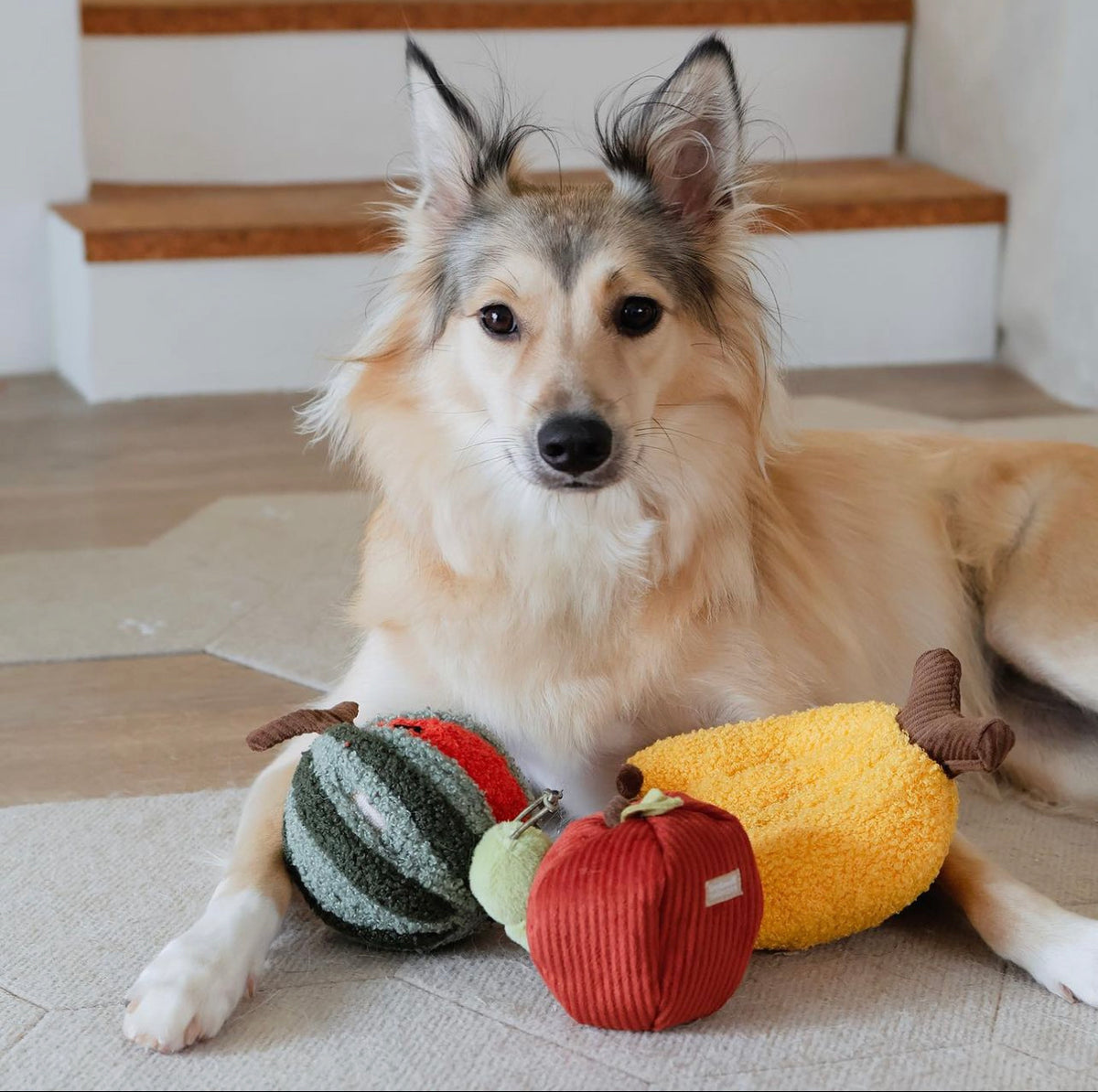 Design Pet Goods | Interactive Dog Toys | Leash set | Dog Bed and more