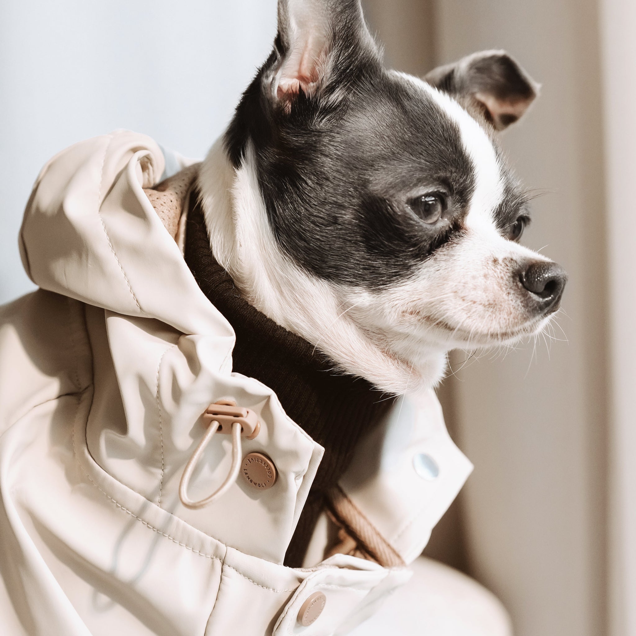 BRIGHTON - Dog Clothes | Dog Apparel | Dog Raincoat