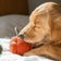 PEPPER - Enrichment and Interactive Dog Toy