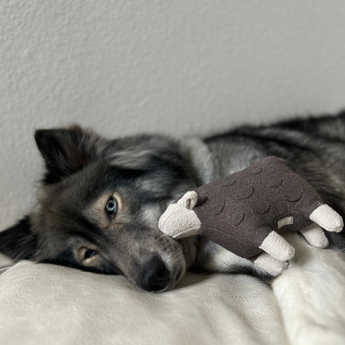 BARRY - Enrichment and Interactive Dog Toy | Puzzle Cat Toy