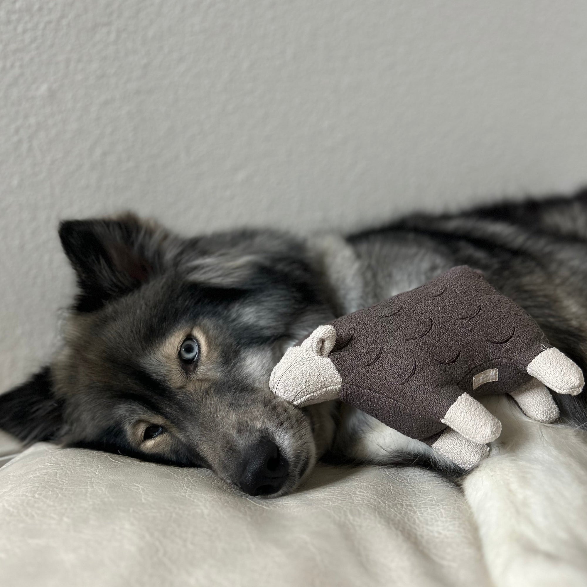 BARRY - Enrichment and Interactive Dog Toy | Puzzle Cat Toy