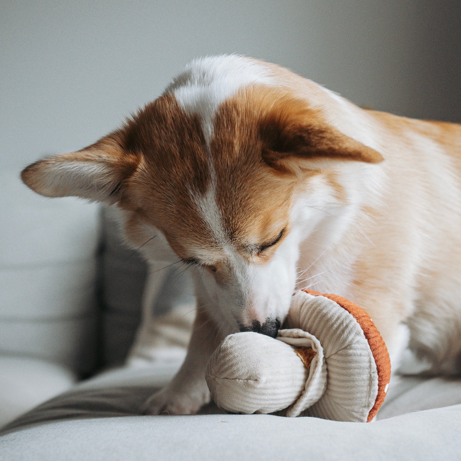 SHROOM - Enrichment and Interactive Dog Toy | Puzzle Dog Toy