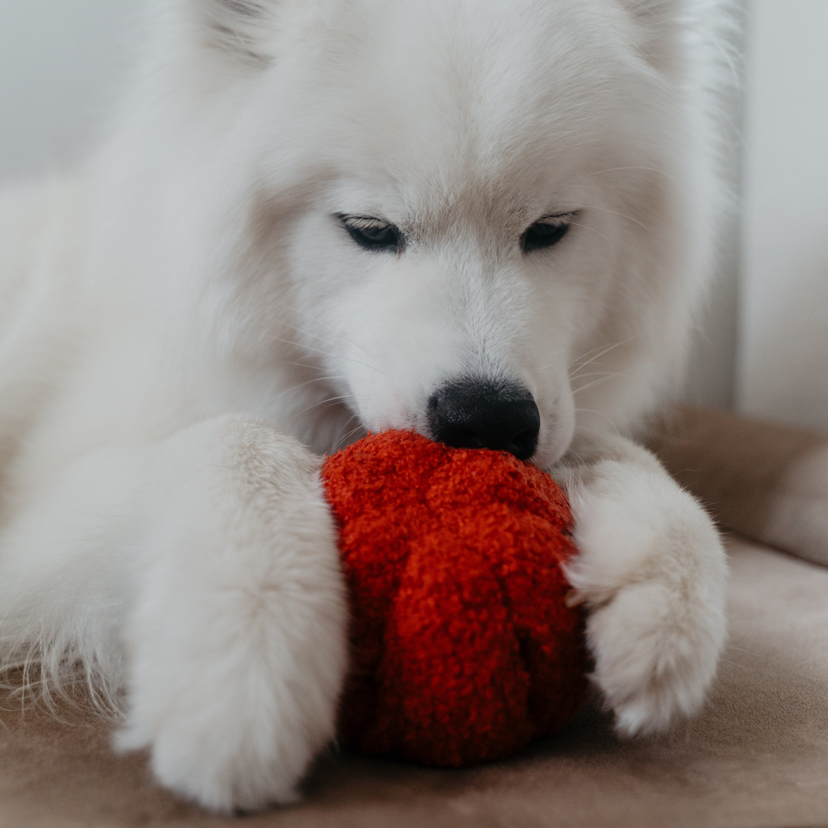 PEPPER - Enrichment and Interactive Dog Toy