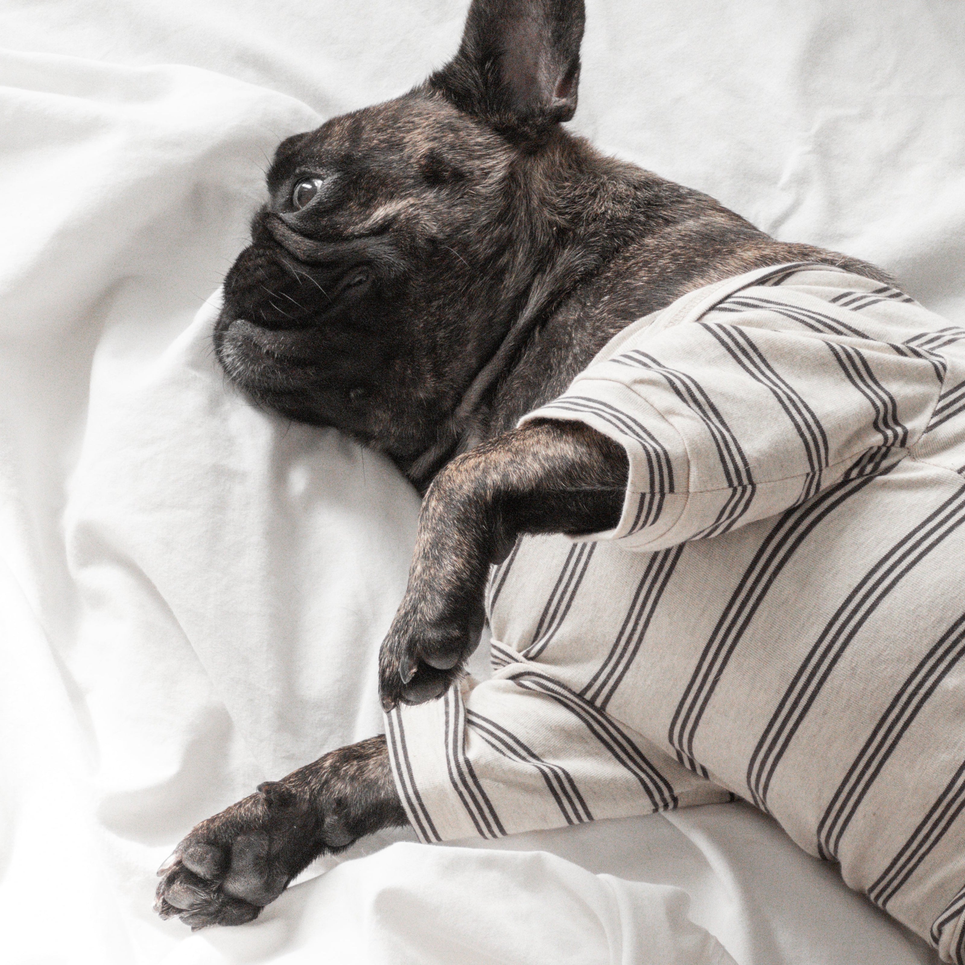 CHELSEA - Dog Clothes | Dog Apparel | Dog T shirt